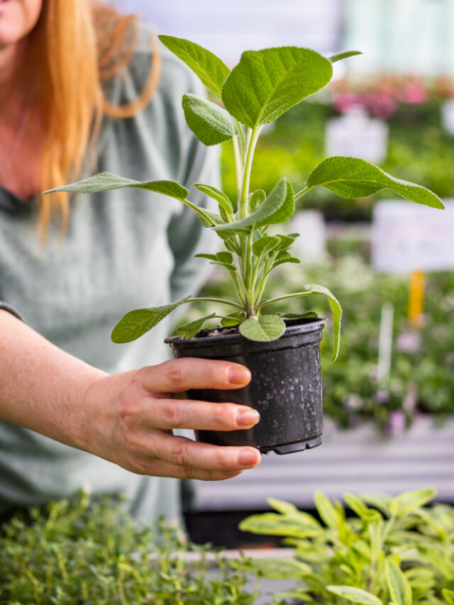 सेज हर्बल प्लांट की केयर कैसे करें? - Organicbazar Blog