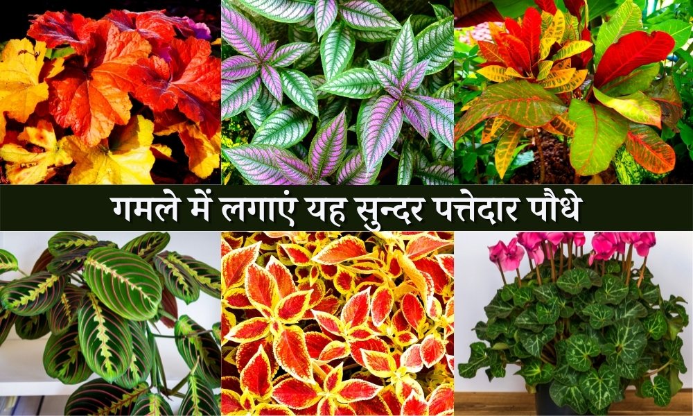 गमले में लगाएं यह सजावटी पत्तेदार पौधे - Foliage Plants That Grow In ...