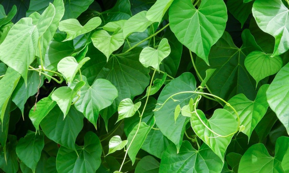 घर पर गिलोय का पौधा कैसे लगाएं - How To Grow Giloy Plant At Home In Hindi