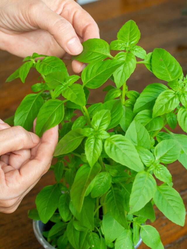 औषधीय गुणों से भरपूर मिंट बेसिल को घर पर कैसे उगायें? - Organicbazar Blog