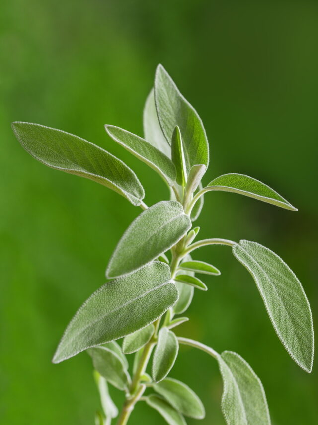 सेज हर्बल प्लांट को घर पर कैसे उगायें? - Organicbazar Blog