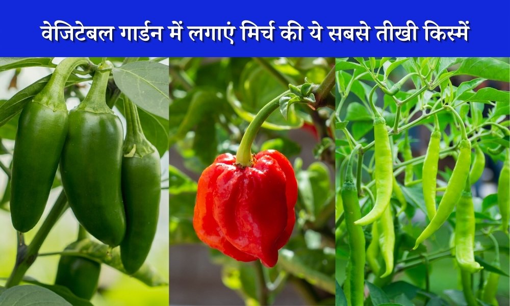 वेजिटेबल गार्डन में लगाएं मिर्च की ये सबसे तीखी किस्में - Hottest ...