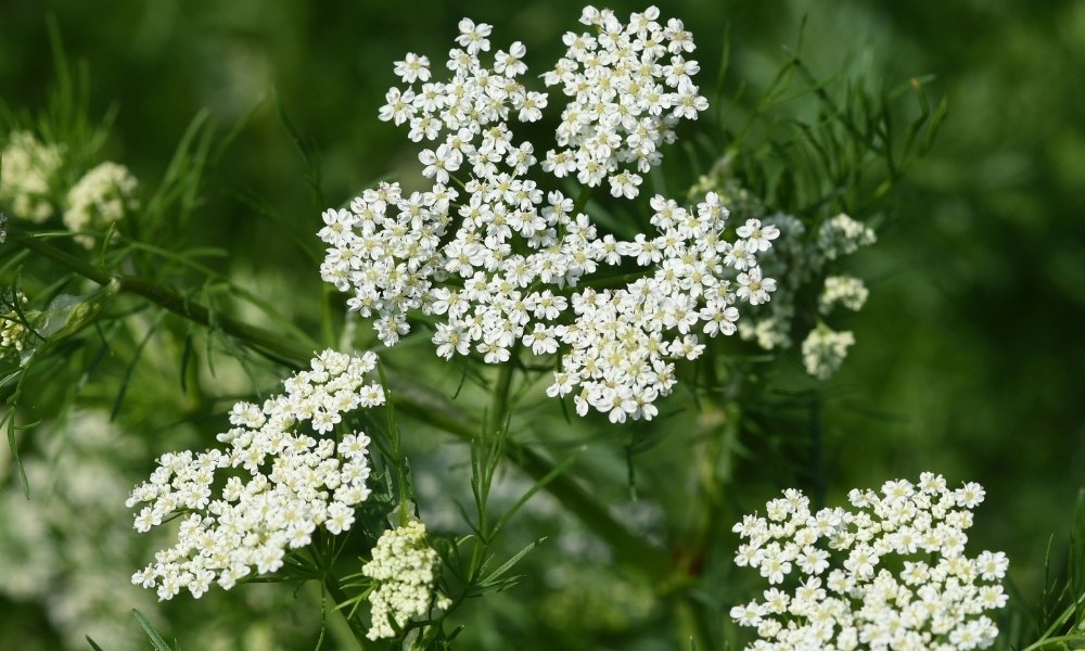 घर पर एनिस का पौधा कैसे उगाएं – How To Grow Anise Plant At Home In Hindi