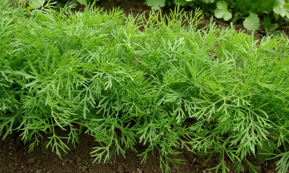 डिल का पौधा घर पर कैसे लगाएं – How To Grow Dill Plant At Home In Hindi
