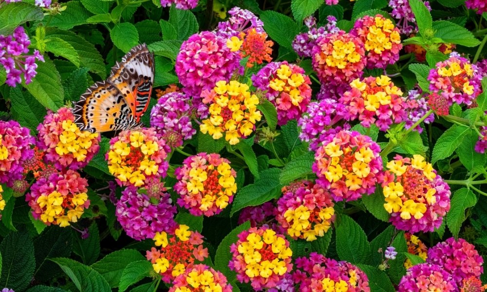 गमले में लैंटाना फूल का पौधा कैसे उगाएं - How To Grow Lantana In Pot In ...