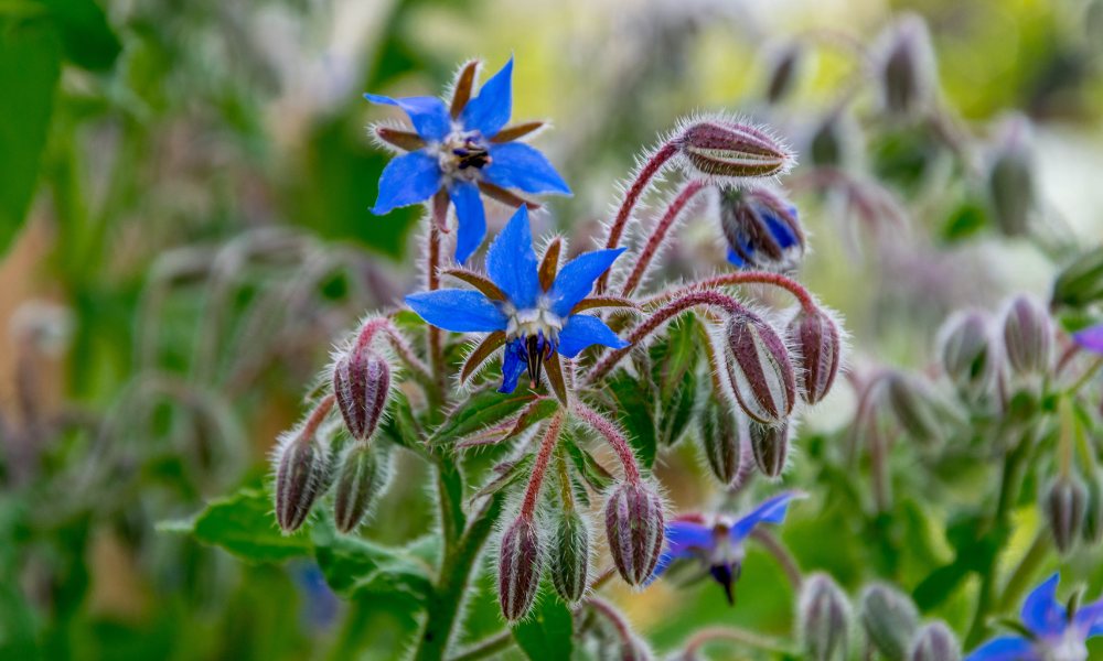 गमले में बोरेज हर्ब का पौधा कैसे उगाएं - How To Grow Borage Herbal ...