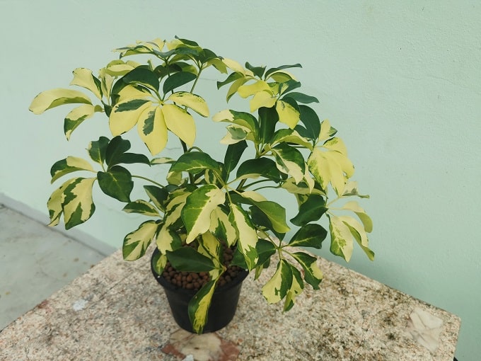 कम सूर्य प्रकाश में भी घर के अंदर उगते हैं यह पेड़ - 10 Trees That ...