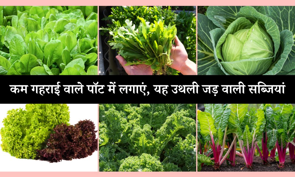 कम गहराई वाले पॉट में लगाएं, यह उथली जड़ वाली सब्जियां - Shallow Rooted ...