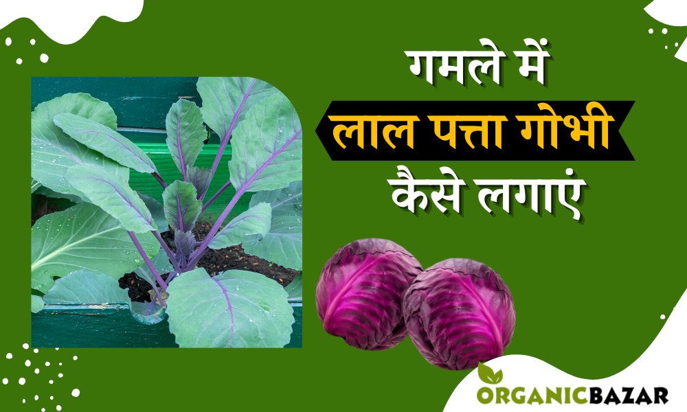 घर पर गमले में लाल पत्ता गोभी कैसे लगाएं - How To Grow Red Cabbage At ...