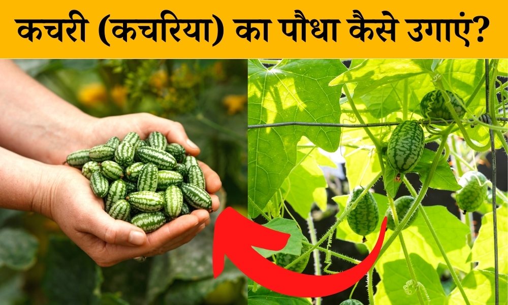 घर में उगाएं कचरी (कचरिया) का पौधा, वो भी बेहद आसानी से – How To Grow ...