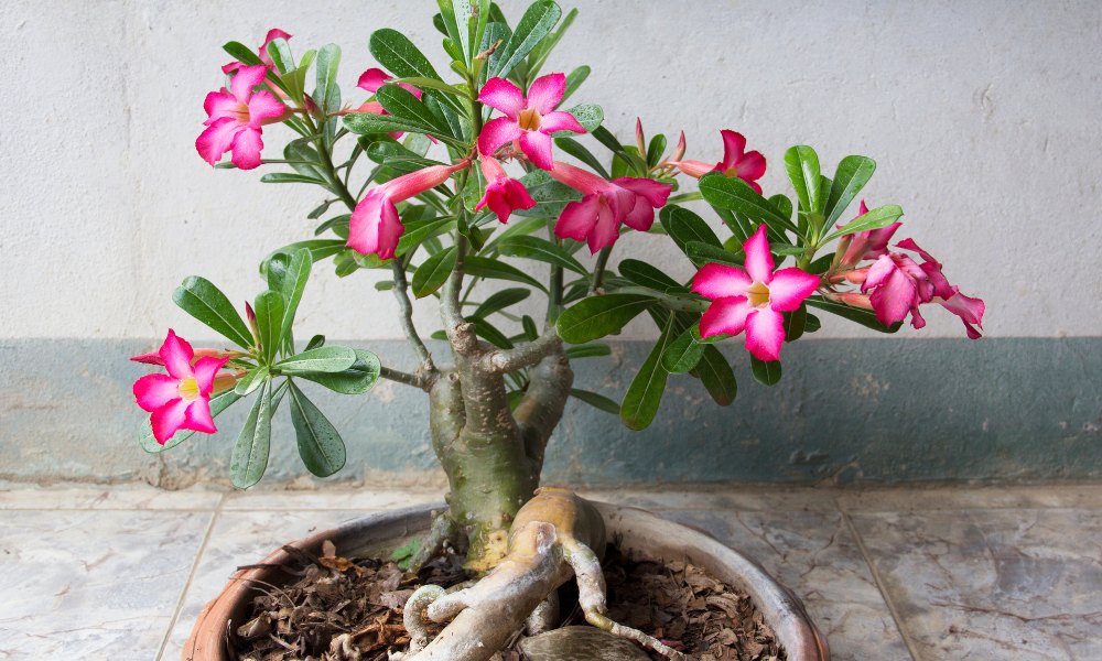 घर पर अडेनियम का पौधा कैसे लगाए, जानें आसान टिप्स - How To Grow And ...