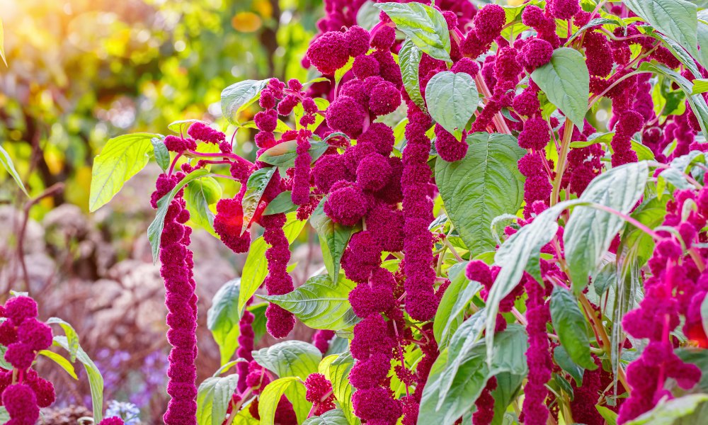 अमरेन्थस के फूल को गमले में कैसे उगाएं - How To Grow Amaranthus Flower ...