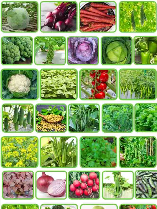 ''The Most Commonly Grown Vegetables In India'' - Organicbazar Blog