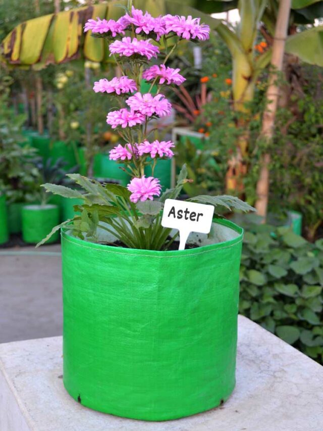 Benefits Of Using Tags/Labels In Plant! - Organicbazar Blog