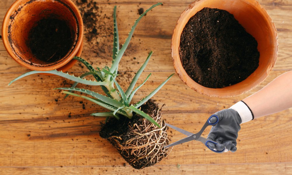 उलझी जड़ वाले पौधे की रूट प्रूनिंग कैसे करें - How To Root Prune A Root ...