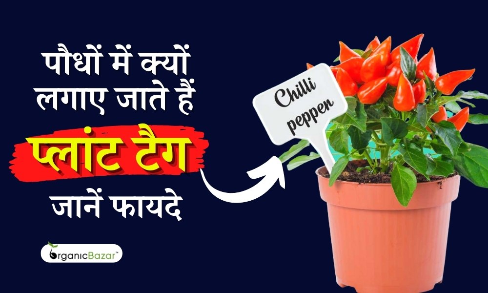 पौधों में क्यों लगाए जाते हैं प्लांट टैग, जानें इनके फायदे - Benefits ...