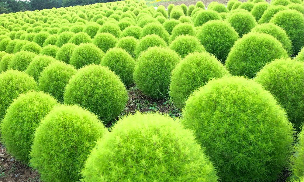 गमले में बर्निंग बुश कोचिया प्लांट कैसे लगाएं - How To Grow Kochia ...