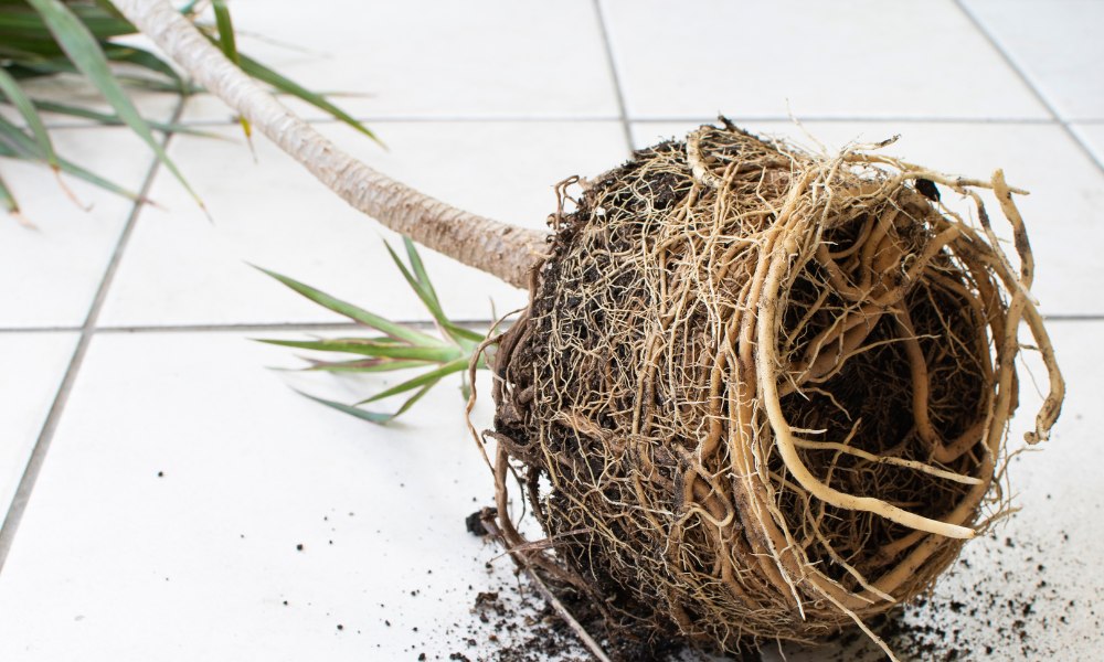 पौधे में रूट बाउंड क्या है और इसे कैसे ठीक करें - Root Bound Symptoms ...