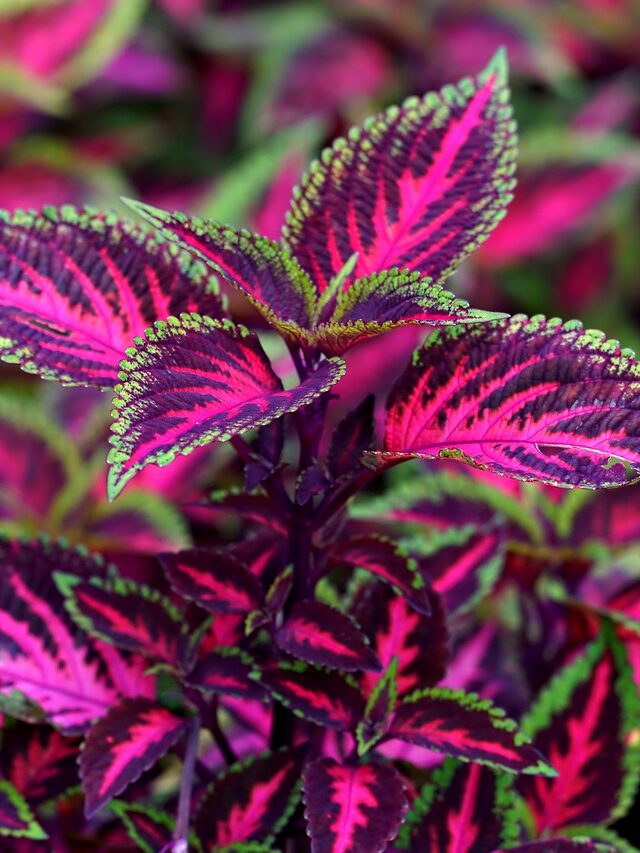 How To Grow Colorful Coleus Plant At Home?