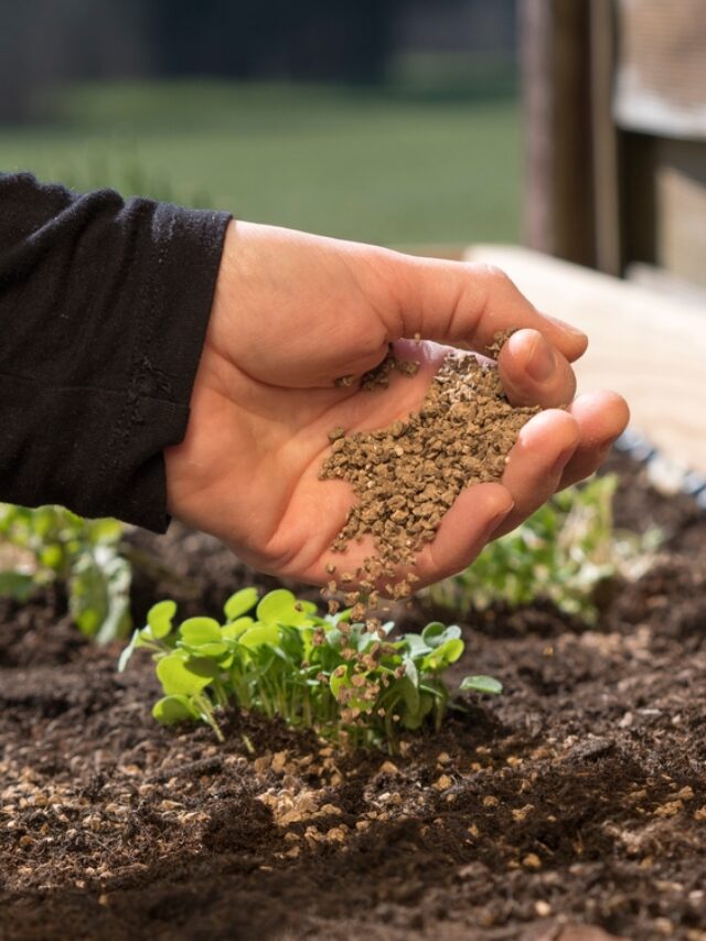 Benefits of Bone Meal Fertilizer for Plants! - Organicbazar Blog