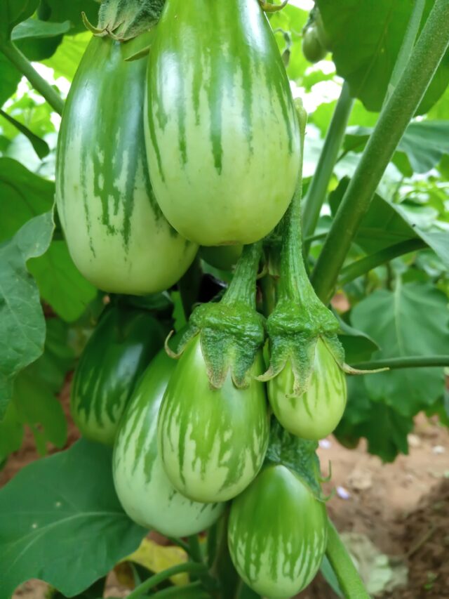 How To Grow Brinjal At Home?