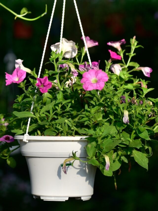 Caring for Hanging Plants: Our Quick Guide! - Organicbazar Blog