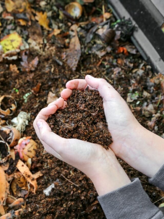 How To Make Vermicompost At Home? - Organicbazar Blog