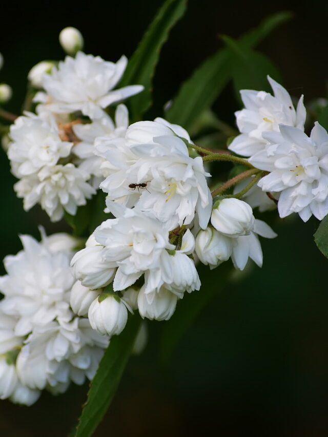 How To Take Care Of Mogra Plant?