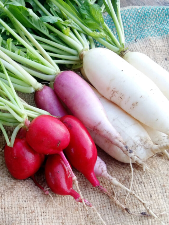 Healthiest Root Vegetables to Add to Your Garden! - Organicbazar Blog