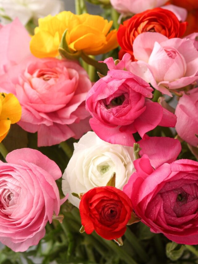 How To Grow Ranunculus From Seeds? - Organicbazar Blog