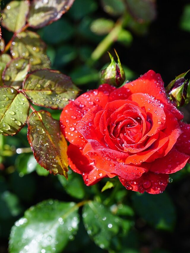 गुलाब की ग्राफ्टिंग कैसे की जाती है! - Organicbazar Blog