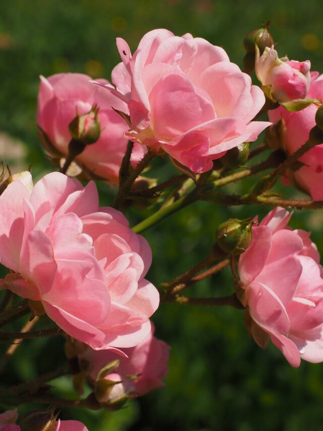 How To Grow Rose At Home? - Organicbazar Blog
