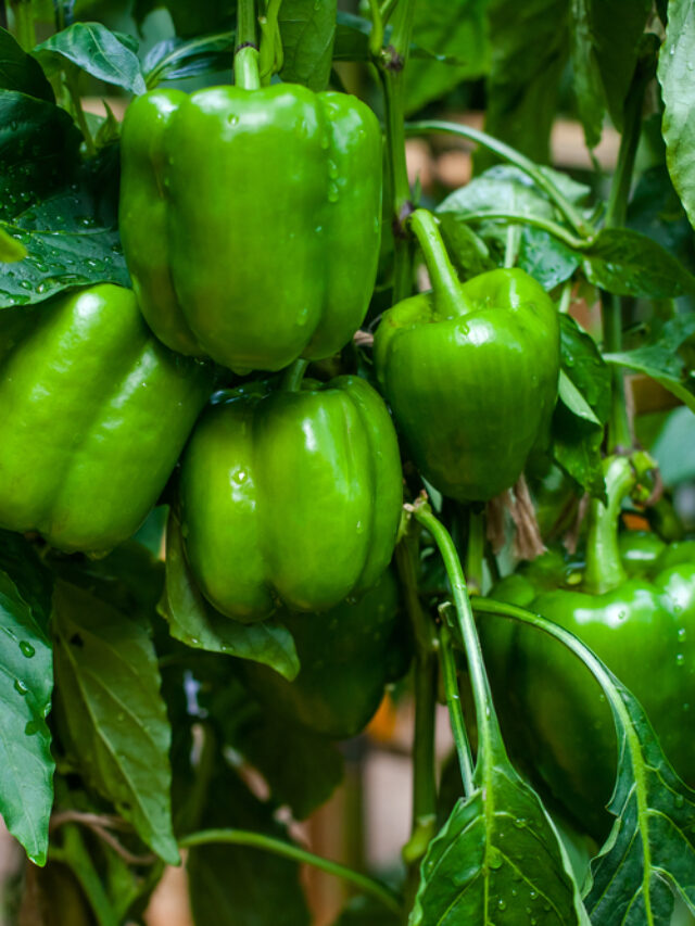 How To Grow Capsicum At Home? - Organicbazar Blog
