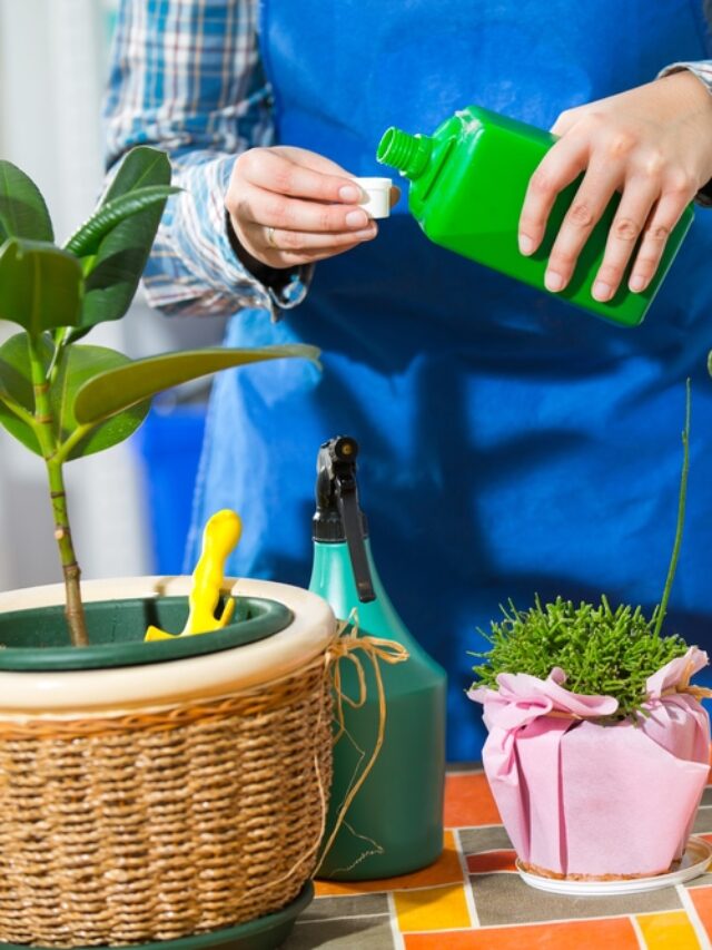 Essential Things To Know Before Spray Insecticide! - Organicbazar Blog