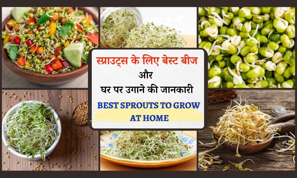 जानिए, स्प्राउट क्या हैं इन्हें घर पर कैसे उगाएं - What Are The Best ...