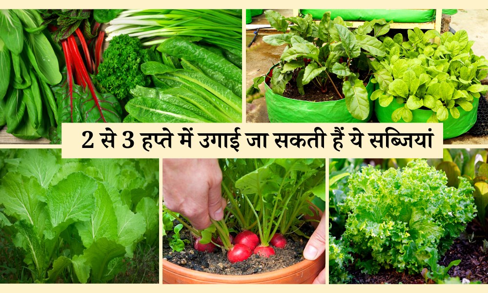 2 से 3 हप्ते में उगाई जा सकती हैं ये सब्जियां - Vegetable Plants That ...
