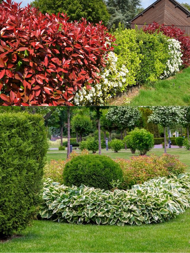 Best Hedge Plants With Low Care! - Organicbazar Blog