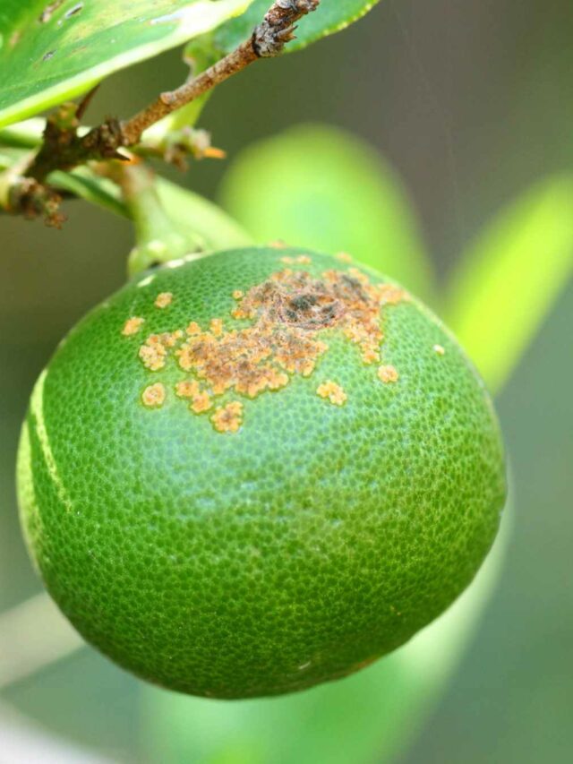 Common Diseases On Fruit Trees! - Organicbazar Blog