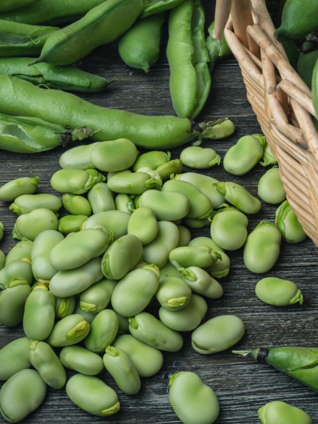 घर की छत पर गमले में फावा बीन्स कैसे उगाएं! How to grow fava beans in a ...