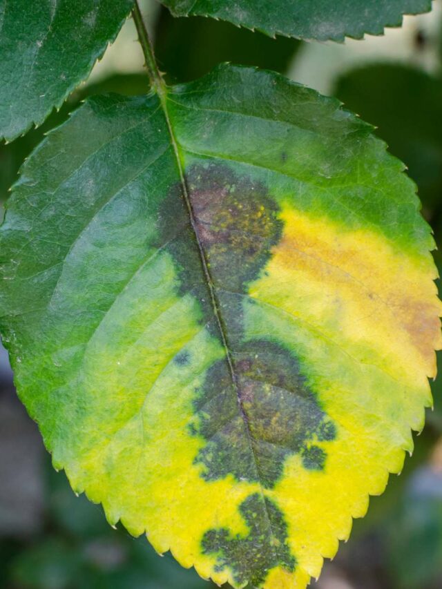 How to prevent plants from rust fungus? - Organicbazar Blog How to prevent plants from rust fungus? - Organicbazar Blog
