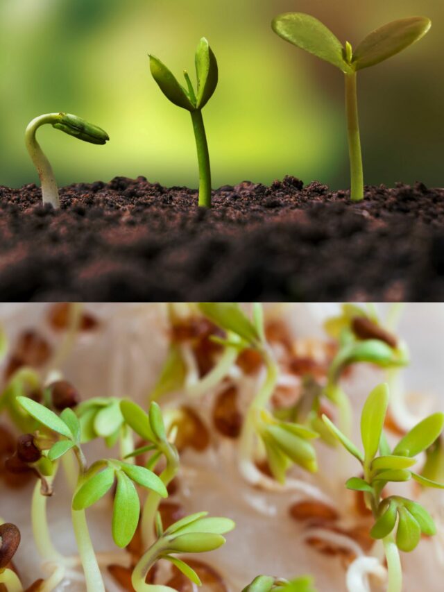 Germinating Seeds In Paper Towel Vs Soil! - Organicbazar Blog