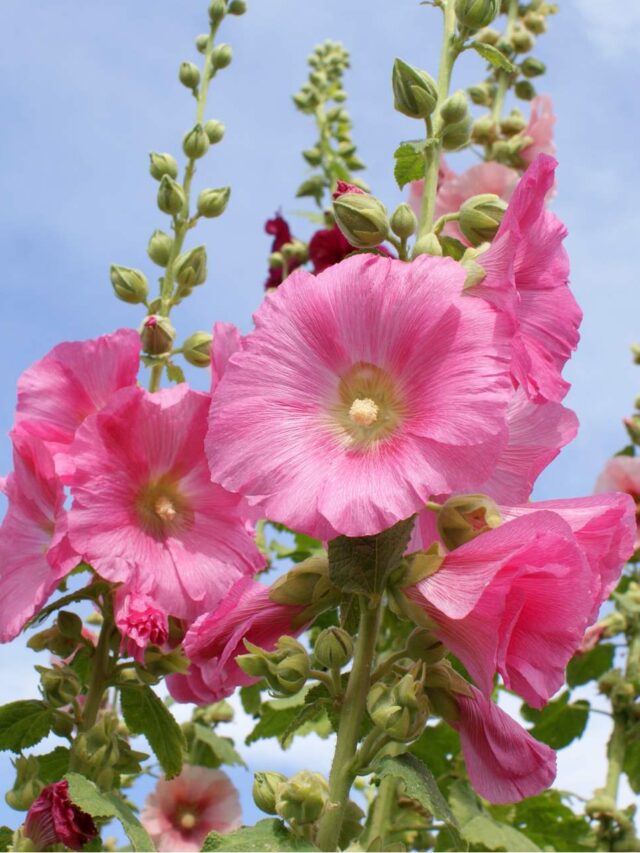 How To Grow Hollyhock Flower At Home? - Organicbazar Blog