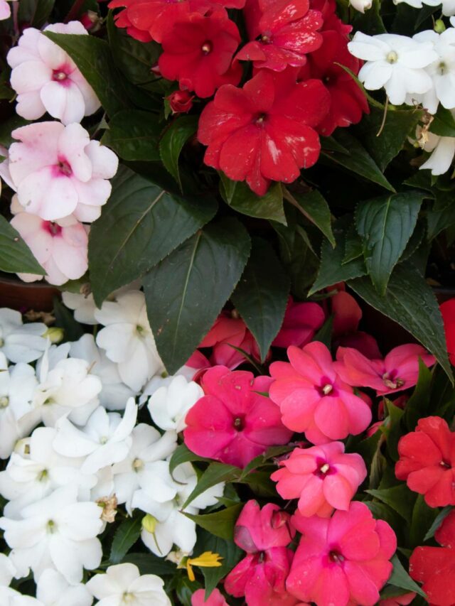 How To Grow Balsam Flower At Home?