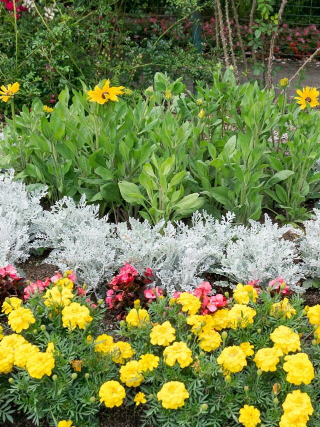 6 Secret Tips For Successful Companion Planting!