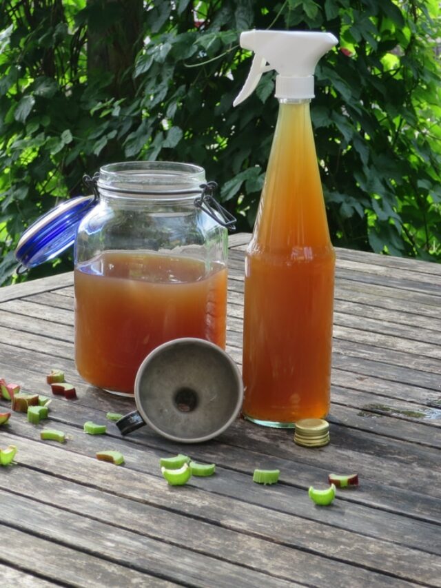 How To Make Compost Tea For Plants? - Organicbazar Blog