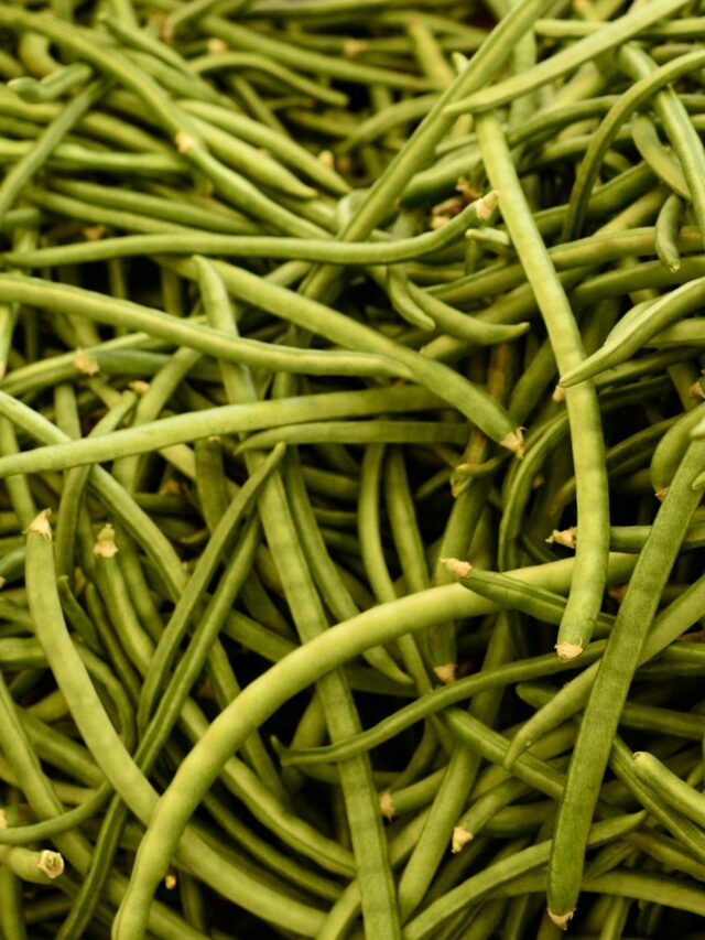 How To Grow Cowpea (Lobia Beans) At Home? - Organicbazar Blog