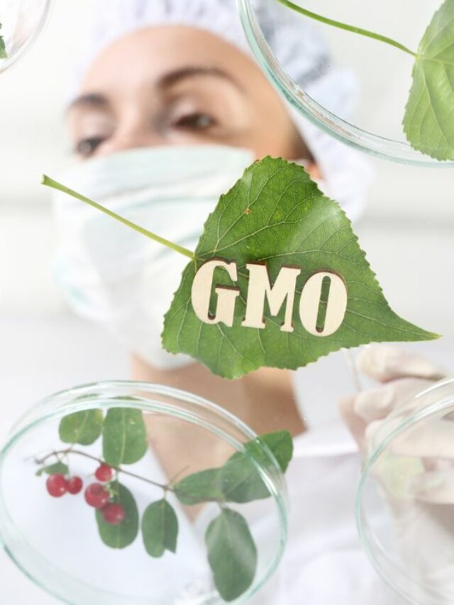 जीएमओ बीज क्या है ! What is GMO seeds - Organicbazar Blog