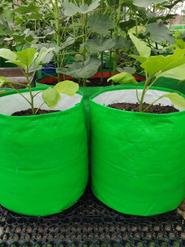5 Tips for Successful Grow Bag Gardening! - Organicbazar Blog