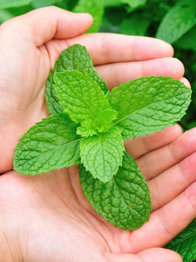 8 Tips for Growing Herbs from Seedlings! - Organicbazar Blog