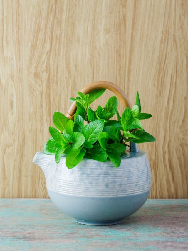 The Best Herbs To Grow From Seedling!